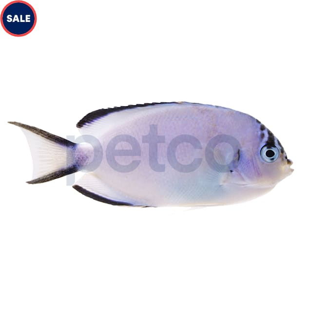Watanabei Angelfish For Sale - Female | Petco