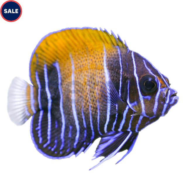 Majestic Blue Girdled Angelfish For Sale - Sub-Adult - Large | Petco