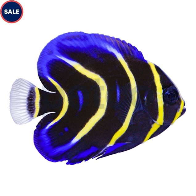 Cortez Angelfish For Sale - Juvenile - Medium | Petco
