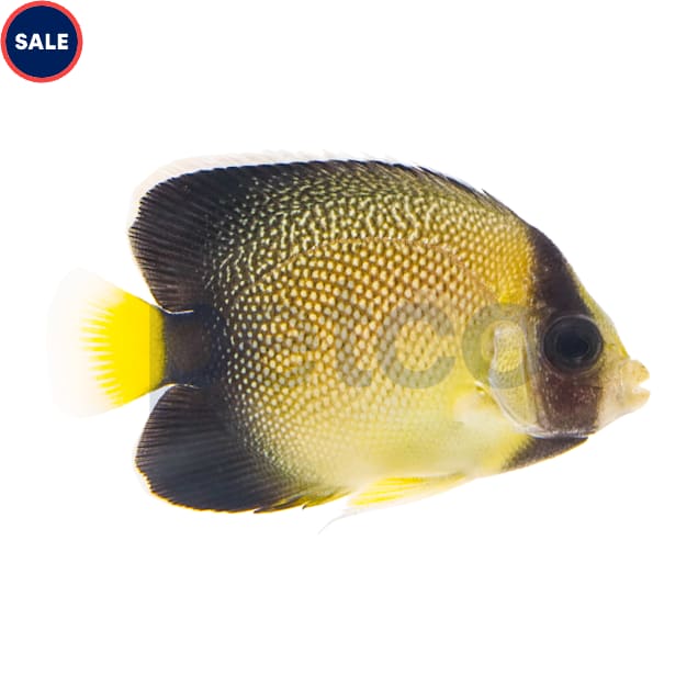 Yellowtail Cream Angelfish For Sale - Small | Petco