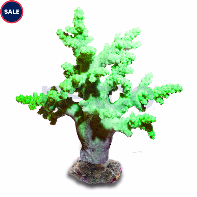 finger coral mushroom