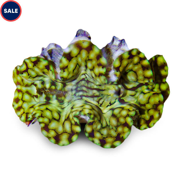 Medium Squamosa Clam For Marine Aquariums And Reef Safe
