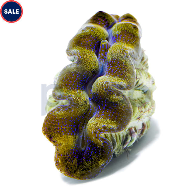 Aquacultured Ultra Crocea Clam (Tridacna crocea) | Petco