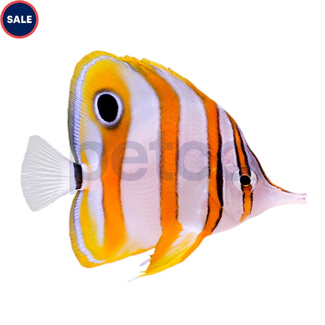 Copperband Butterfly (Chelmon rostratus) - Small | Petco