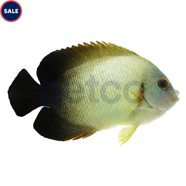 Half Black Angelfish For Sale | Petco