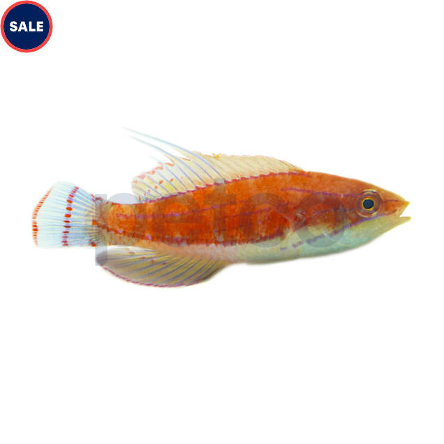 Ruby Longfin Fairy Wrasse For Sale | Petco