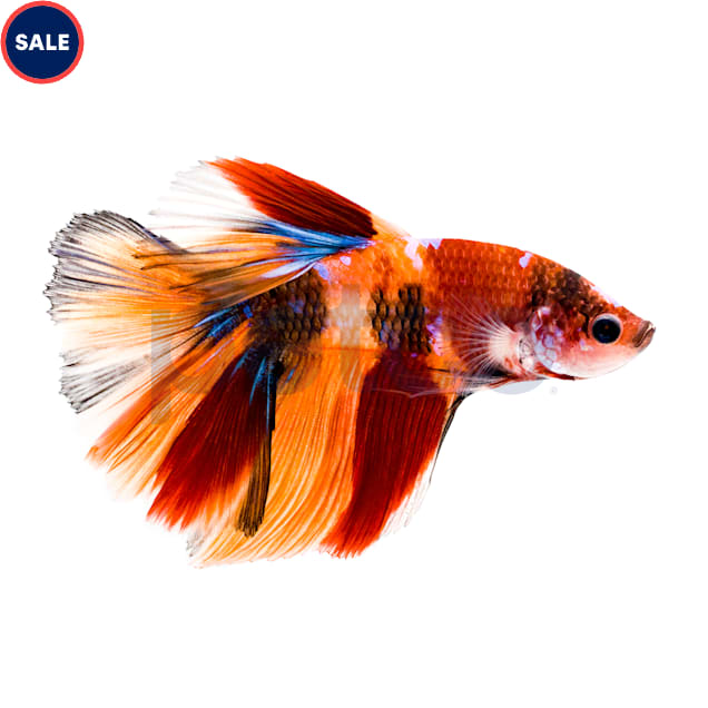 Male Tangerine Koi Betta | Petco