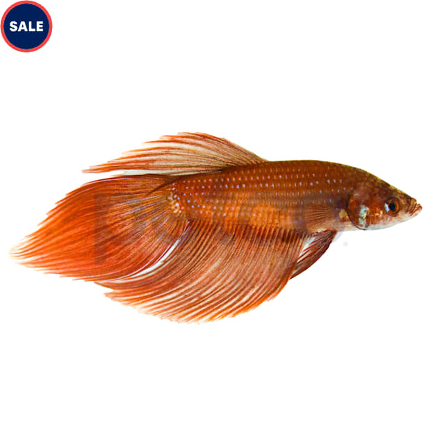 Male Samurai Betta | Petco