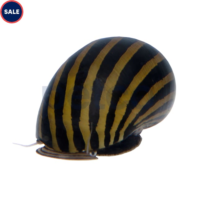 Zebra Nerite Snail For Sale - 6 Pack | Petco