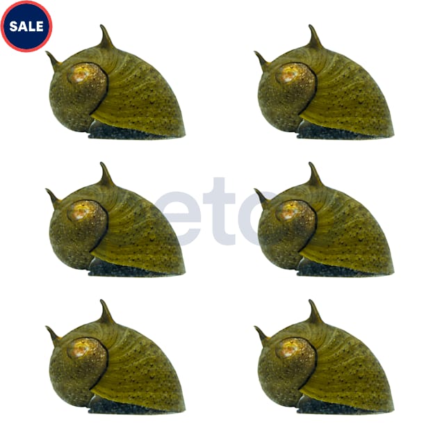 Horned Nerite Snail For Sale | Petco