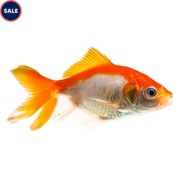 Red Fantail Goldfish For Sale - Large | Petco