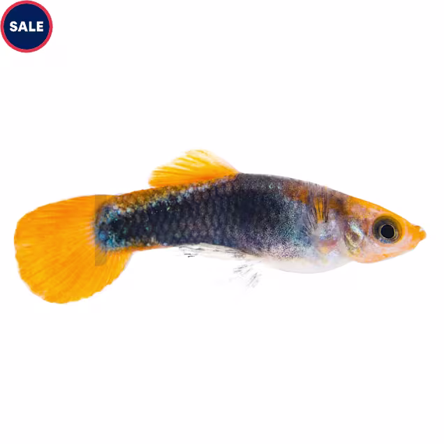 Red Panda Guppy For Sale - Male | Petco