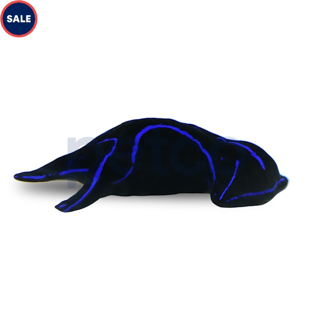 Blue Velvet Nudibranch For Sale | Petco