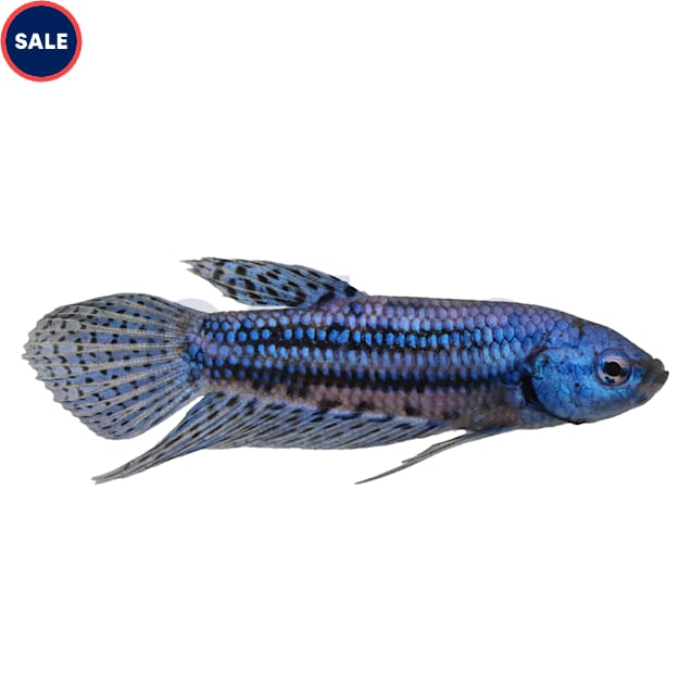 Blue Alien Betta | Petco