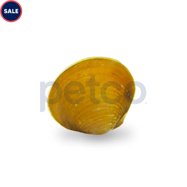 Yellow Mini Clams For Sale | Petco