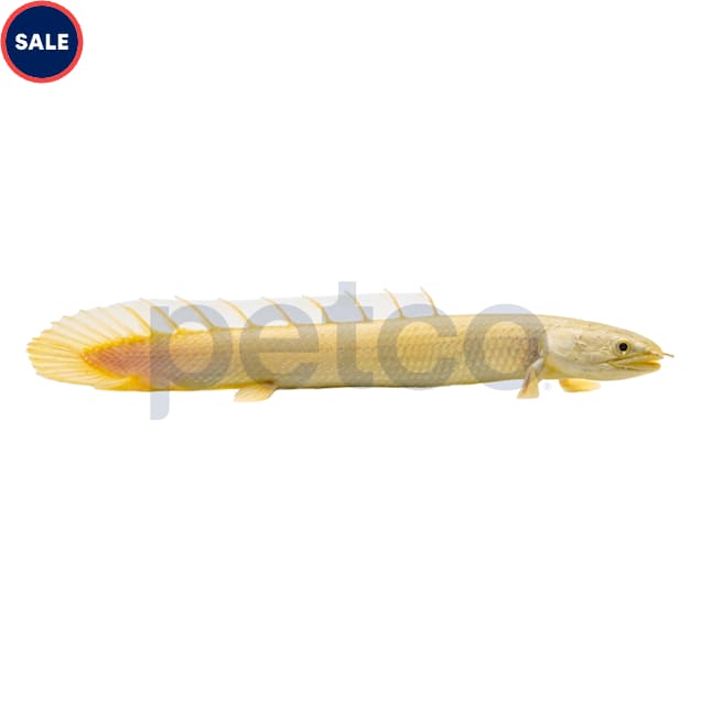 Platinum Semi Senegalus Bichir for Freshwater Aquariums