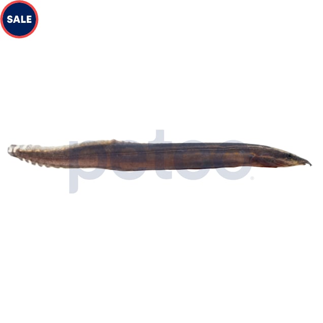 Vibrant Fire Eel - Freshwater Aquarium Fish