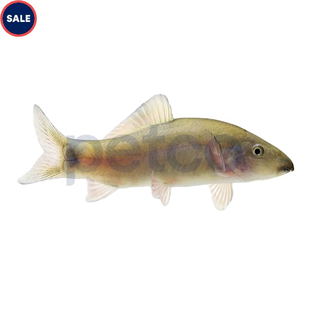 Petco Freshwater Yellow Tail Loach for Aquariums & Tanks