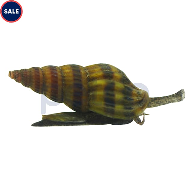 Assassin Snail For Sale | Petco
