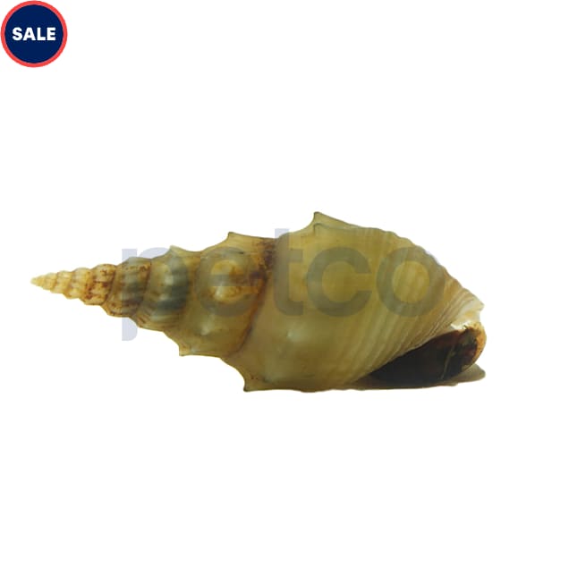 PRAMBANAN SPIKY TRUMPET SNAIL FOR SALE | PETCO