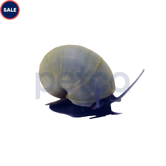 Blue Mystery Snail For Sale | Petco