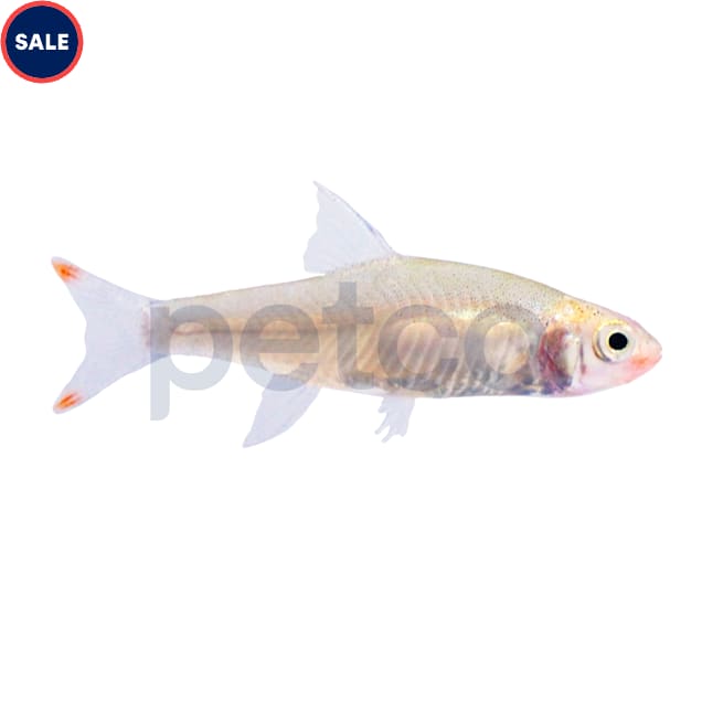 Rummy Nose Rasbora For Sale | Petco