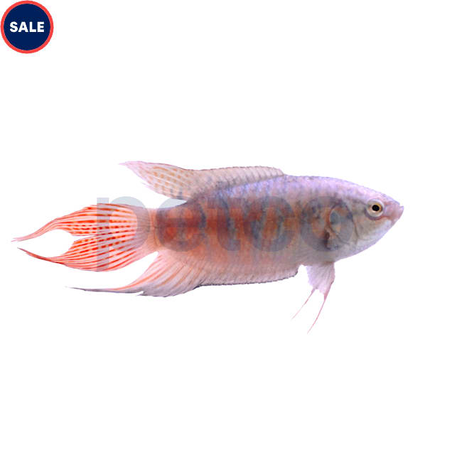 Blue Paradise Gourami: Easy-Care & Colorful Freshwater Fish