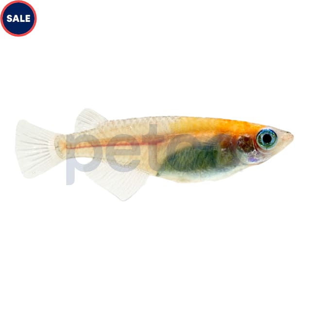 Rice Fish For Sale | Petco