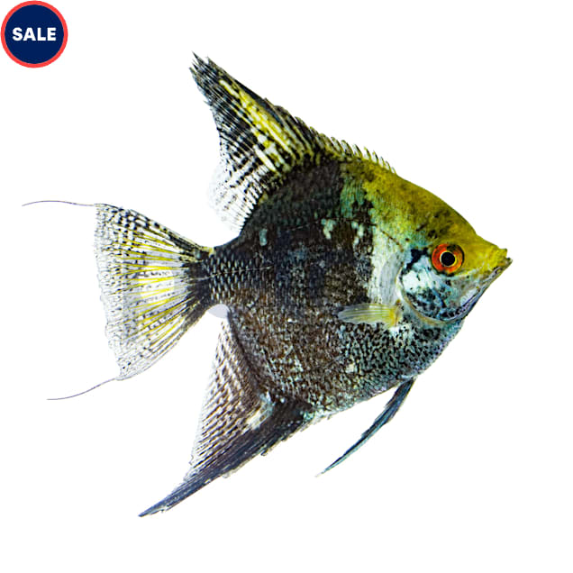 Leopard Angelfish for Freshwater & Planted Aquariums