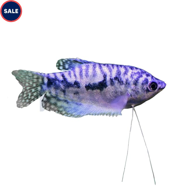 Opaline Gourami Freshwater Fish for Community Tanks & Beginners