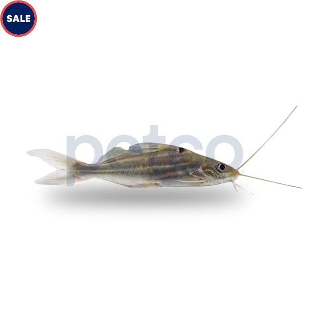 4-Line Pictus Catfish: Social & Fast Freshwater Fish