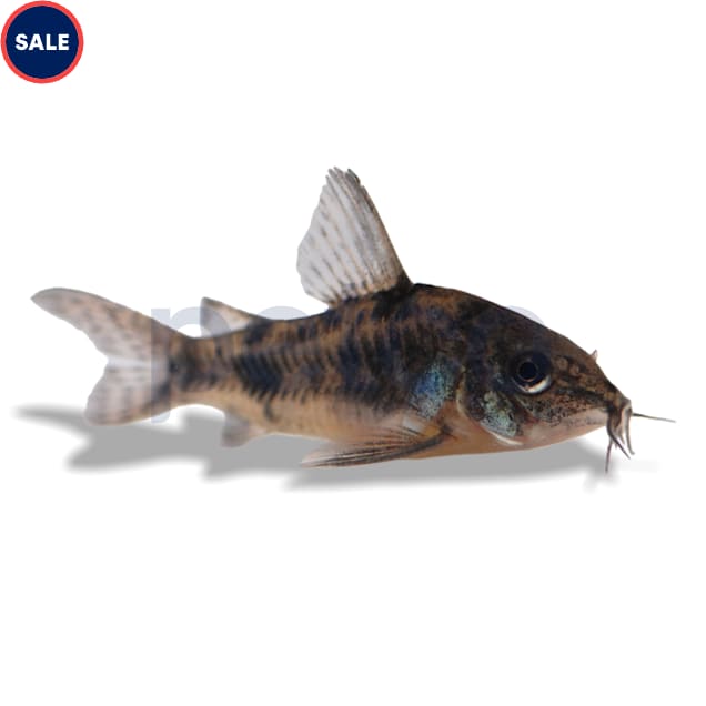 Peppered Cory Catfish: Freshwater Cleaner & Community Fish