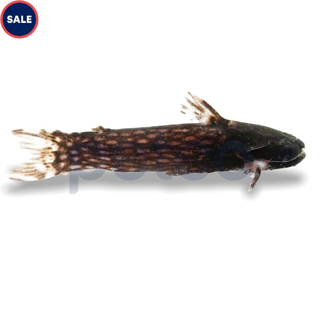 Milky Way Woodcat Catfish (Tatias galaxias) | Petco