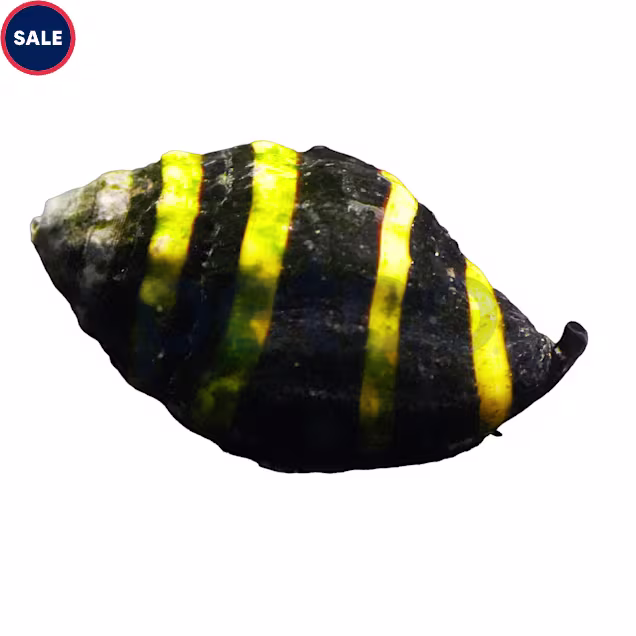 Bumble Bee Snail (Engina mendicaria) | Petco