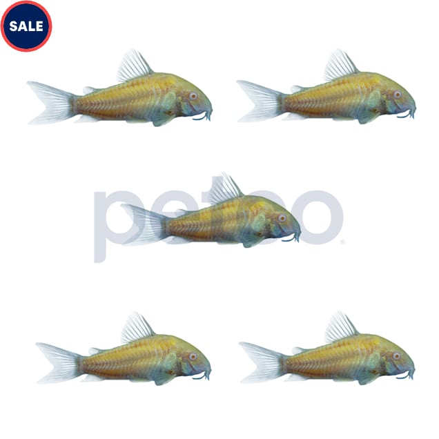 Sunburst Orange Corydoras Catfish, Pack of 5 | Petco