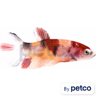 petco pets fish
