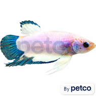petco pets fish