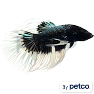 petco pets fish
