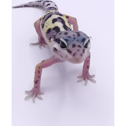 does petco sell salamanders