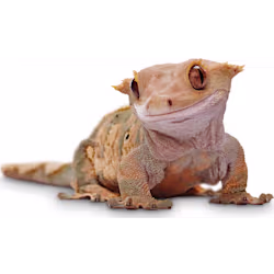 armadillo lizard petco