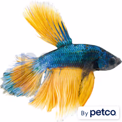 petco fish