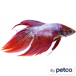 petco fish