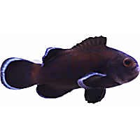 clownfish rate