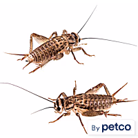 pinhead crickets