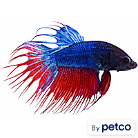king betta petco