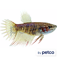 king betta petco