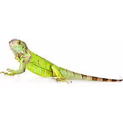 does petco sell salamanders