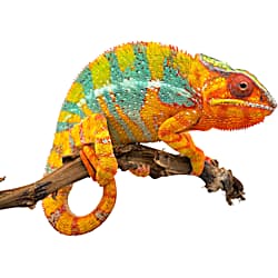 does petco sell salamanders