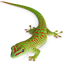 does petco sell salamanders