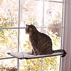 cat window frame
